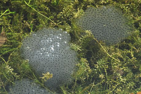 Frogspawn Common Frog Rana Temporaria Pond Editorial Stock Photo - Stock Image | Shutterstock