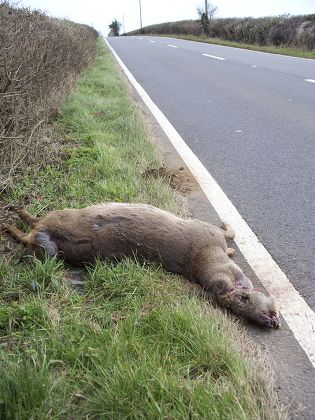 Deer Roadkill Editorial Stock Photo Stock Image Shutterstock