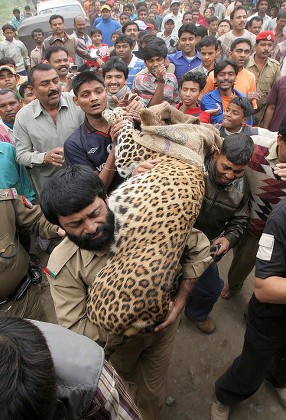 Leopard Being Rescued By Assam State Editorial Stock Photo - Stock ...