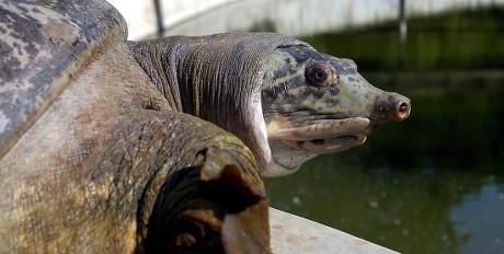 Indian Softshell Turtle Weighing About 20kg Editorial Stock Photo ...