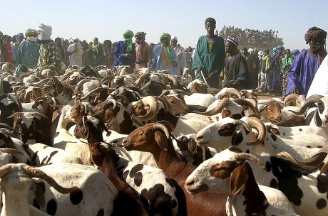Malian Sheep Herders Drive Their Sheep Editorial Stock Photo - Stock ...