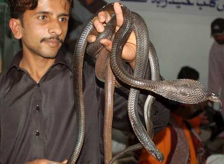 Pakistani Snake Charmer Displays His Skills Editorial Stock Photo ...