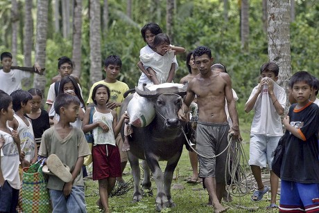 Filipino Rides On Carabao His Belongings Editorial Stock Photo - Stock ...