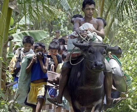 Filipino Rides On Carabao His Belongings Editorial Stock Photo - Stock ...