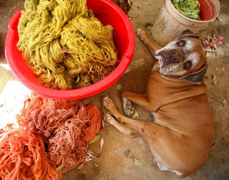 14 Haraniya Stock Pictures, Editorial Images and Stock Photos ...