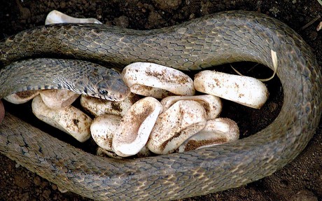Female Rat Snake Hatches 12 Eggs Editorial Stock Photo - Stock Image ...