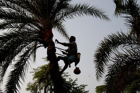 Indian Gur Maker Anarul Mallik Climbs Editorial Stock Photo - Stock ...