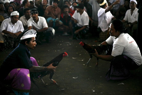 Balinese Men Hold Their Cock Fighters Editorial Stock Photo - Stock ...