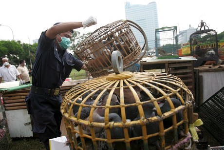 Indonesian Agricultural Official Collects Pigeons Be Editorial Stock ...