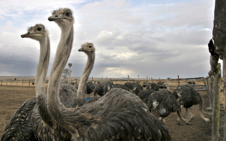 Ostriches Their Enclosure Maasai Ostrich Farm Editorial Stock Photo ...