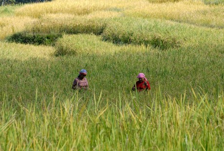 Nepal Rice Harvest Season - Oct 2008 Stock Pictures, Editorial Images ...