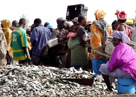 Senegalese Fishermen Carry Fish Traditional Fishing Editorial Stock ...