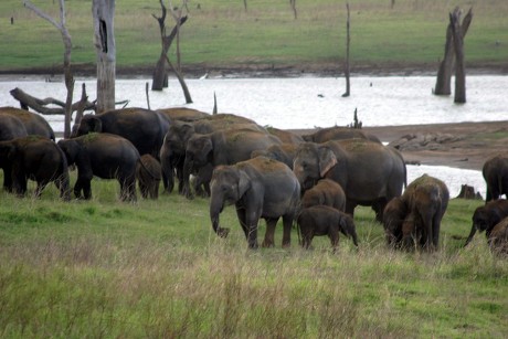 Sri Lanka Elephant - Jul 2004 Stock Pictures, Editorial Images and ...
