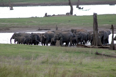 Sri Lanka Elephant - Jul 2004 Stock Pictures, Editorial Images and ...