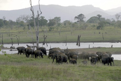 Sri Lanka Elephant - Jul 2004 Stock Pictures, Editorial Images and ...