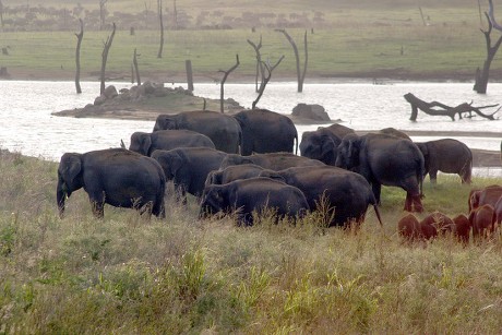 Sri Lanka Elephant - Jul 2004 Stock Pictures, Editorial Images and ...