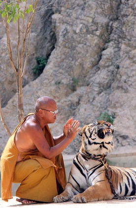 Monk Chan Trains Tiger Sai Yok Editorial Stock Photo - Stock Image ...