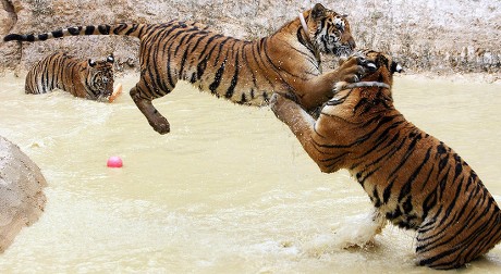 Monk Chan Trains Tiger Sai Yok Editorial Stock Photo - Stock Image ...