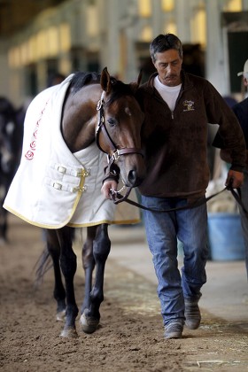 Kentucky Derby Winner Mine That Bird Editorial Stock Photo - Stock ...