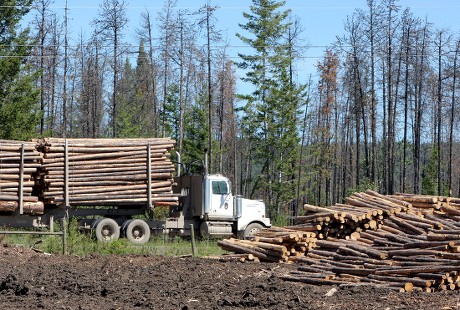 Semi Trailer Piled High Cut Logs Editorial Stock Photo - Stock Image ...