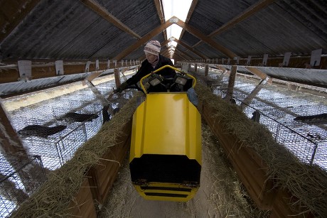 Worker Feeds Mink Mink Farm Harbin Editorial Stock Photo - Stock Image ...