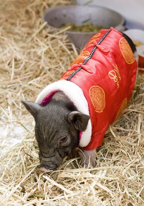 Piglet Dressed Traditional Chinese Jacket Pig Editorial Stock Photo ...