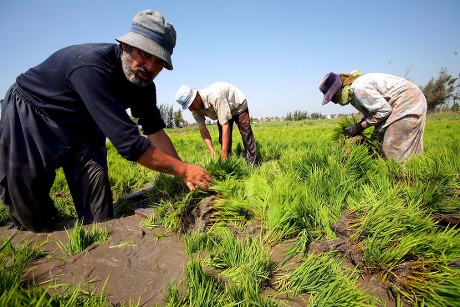 __COUNT__ Egypt Agriculture Rice - Jun 2008 Stock Pictures, Editorial ...