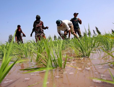 Egyptian Farmers Plant Rice Seedlings Egypts Editorial Stock Photo ...