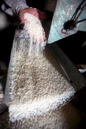 Egyptian Worker Prepares Rice Rice Mill Editorial Stock Photo - Stock ...