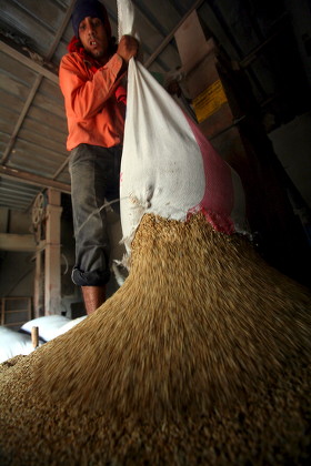 Egyptian Worker Prepares Rice Rice Mill Editorial Stock Photo - Stock ...