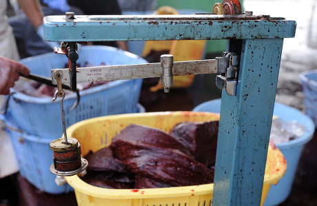 Bairds Beaked Whale Meat Weighted On Editorial Stock Photo - Stock ...