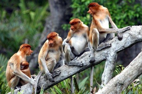 Female Proboscis Monkeys Baby Labuk Bay Editorial Stock Photo - Stock ...
