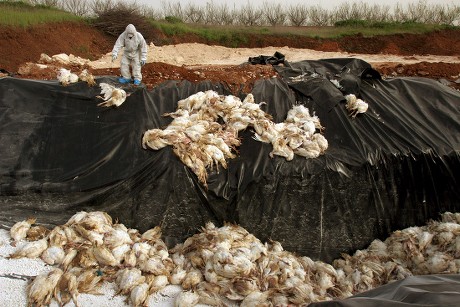 Mideast Israel Bird Flu - Mar 2006 Stock Pictures, Editorial Images and ...
