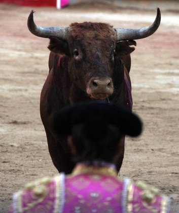 Fighting Bull Miura Ranch Bullfighter Stand Editorial Stock Photo ...