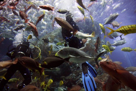 Fish Divers Water Aquarium Basement Large Editorial Stock Photo - Stock ...