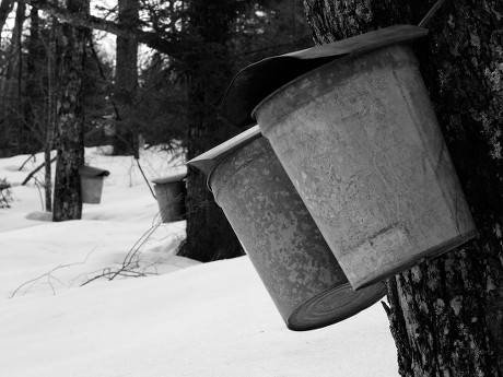 Steel Buckets Hang Sugar Maple Trees Editorial Stock Photo - Stock ...