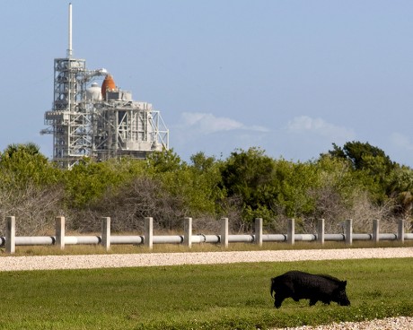 Feral Hog Looks Food On Nasa Editorial Stock Photo - Stock Image ...