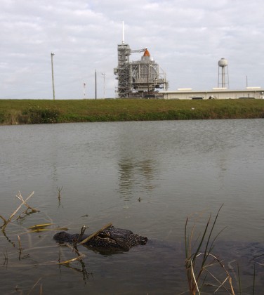 Alligator Bottom Swims Swamp Space Shuttle Editorial Stock Photo ...