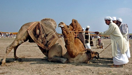 Two Wrestling Camels Try Knock Down Editorial Stock Photo - Stock Image ...