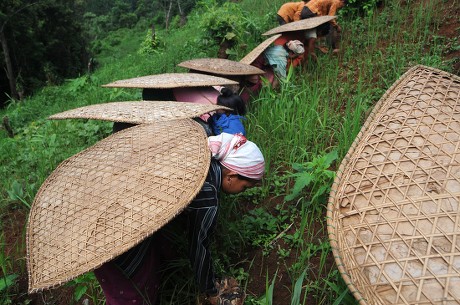 Tiwa Tribal Women Clean Their Jhum Editorial Stock Photo - Stock Image ...