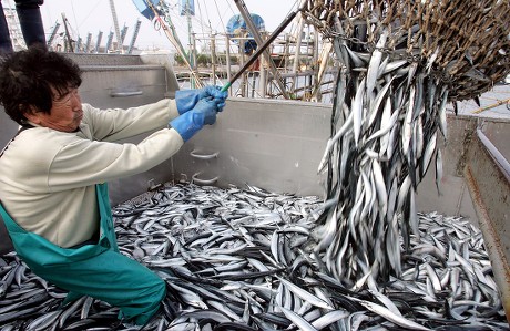 Japanese Fisherman Handles Fresh Catch Saba Editorial Stock Photo ...