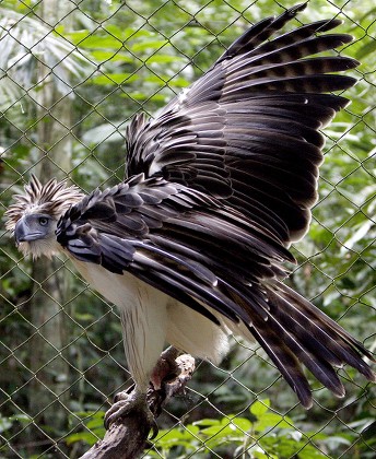 89 Philippine eagle Stock Pictures, Editorial Images and Stock Photos ...
