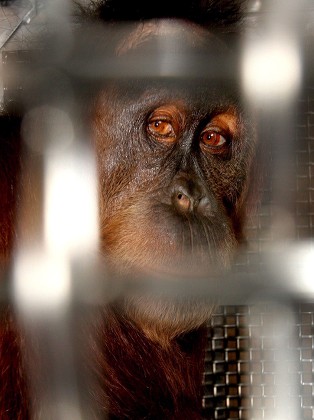 Sumatran Orangutan Pongo Abelii Temara 14 Editorial Stock Photo - Stock ...