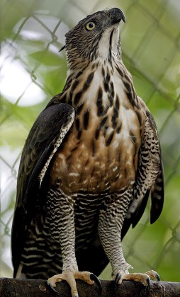 Philippine Hawk Eagle Seen Inside Cage Editorial Stock Photo - Stock ...