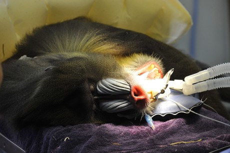 Mandrill Monkey Yonaton Sedated Prior Veterinary Editorial Stock Photo ...