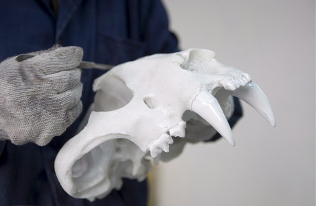 15 China Feature Package Animal Skull Reproduction - Jan 2008 Stock ...