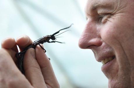 Keeper Rohan Cleave Holds Rare Phasmid Editorial Stock Photo - Stock ...
