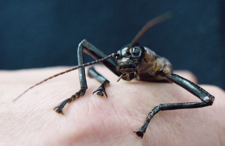 Keeper Rohan Cleave Unseen Shows Rare Editorial Stock Photo - Stock ...