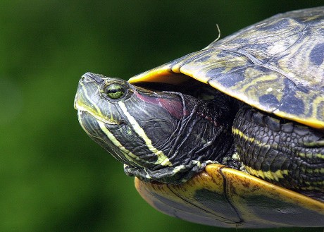 Freshwater Red Eared Slider Turtle Photographed Editorial Stock Photo ...
