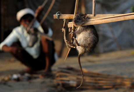 Rat Hunter Ram Soren His Wife Editorial Stock Photo - Stock Image ...